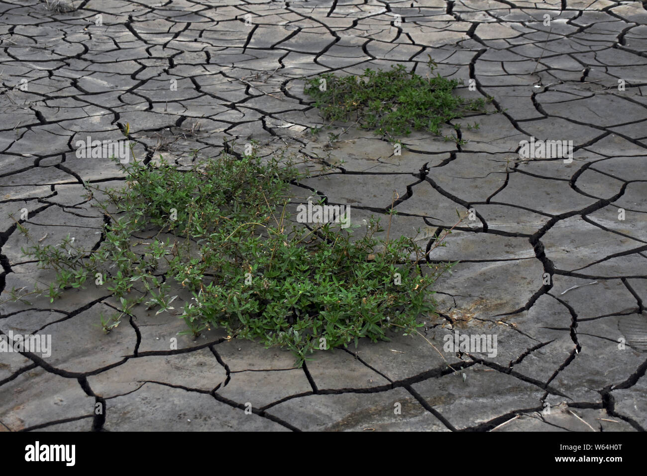 View of the cracked riverbed scorched by heat waves at the Jinhu ...