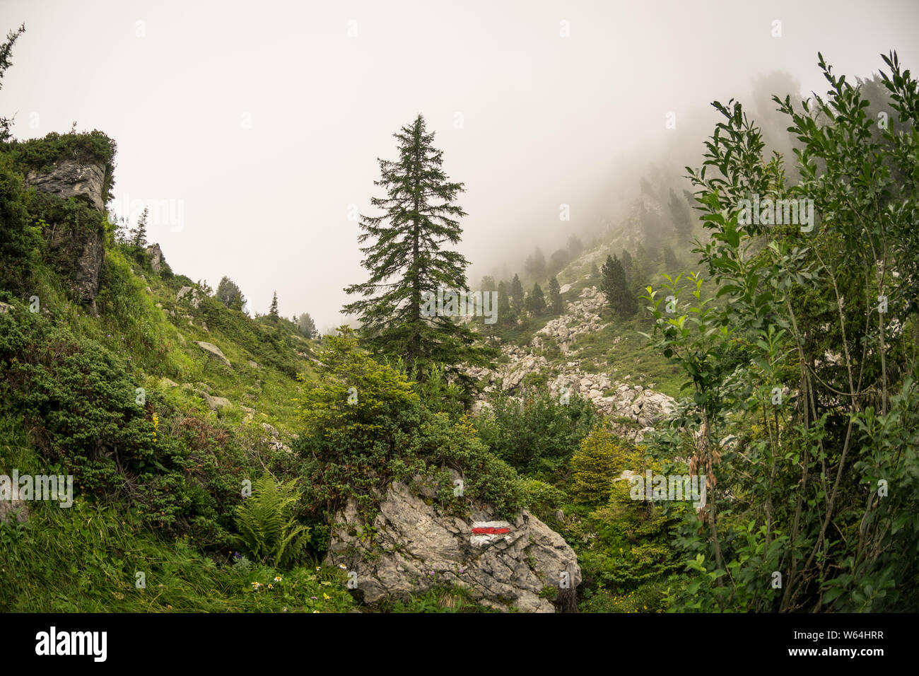 Overgrown rocks hi-res stock photography and images - Alamy