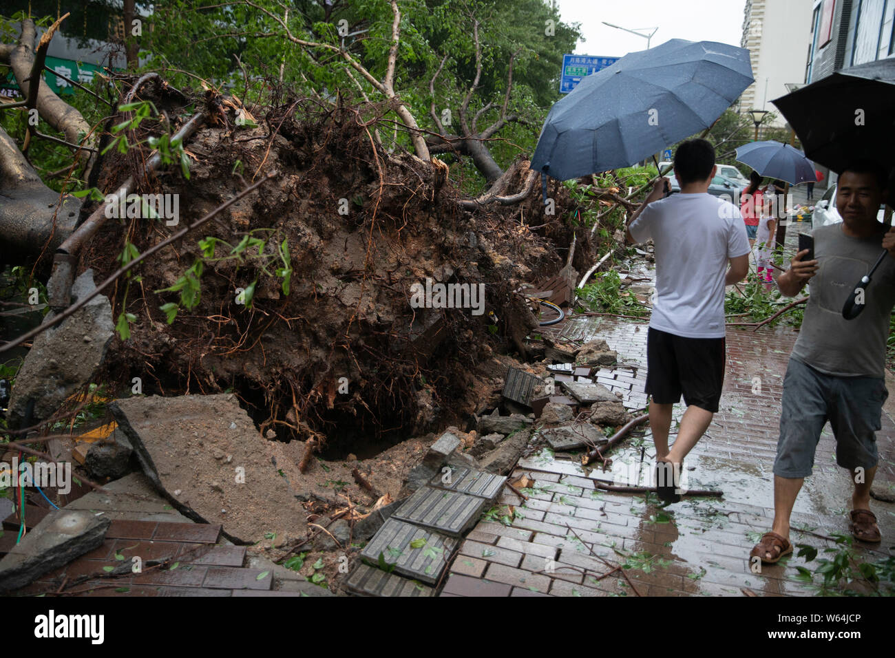 Trees are uprooted by strong wind caused by Typhoon Mangkhut, the 22nd ...