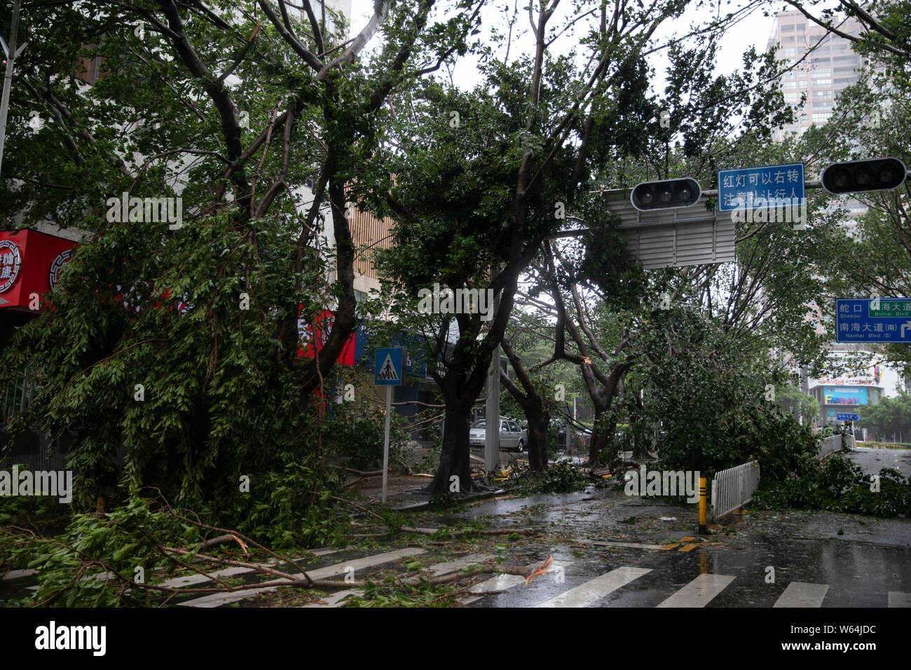 Trees are uprooted by strong wind caused by Typhoon Mangkhut, the 22nd ...