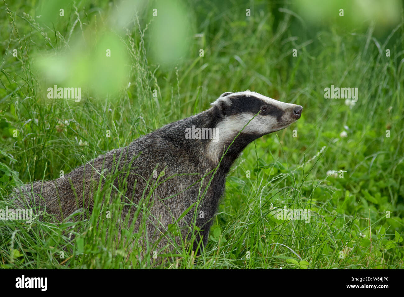 Badger paw hi-res stock photography and images - Alamy