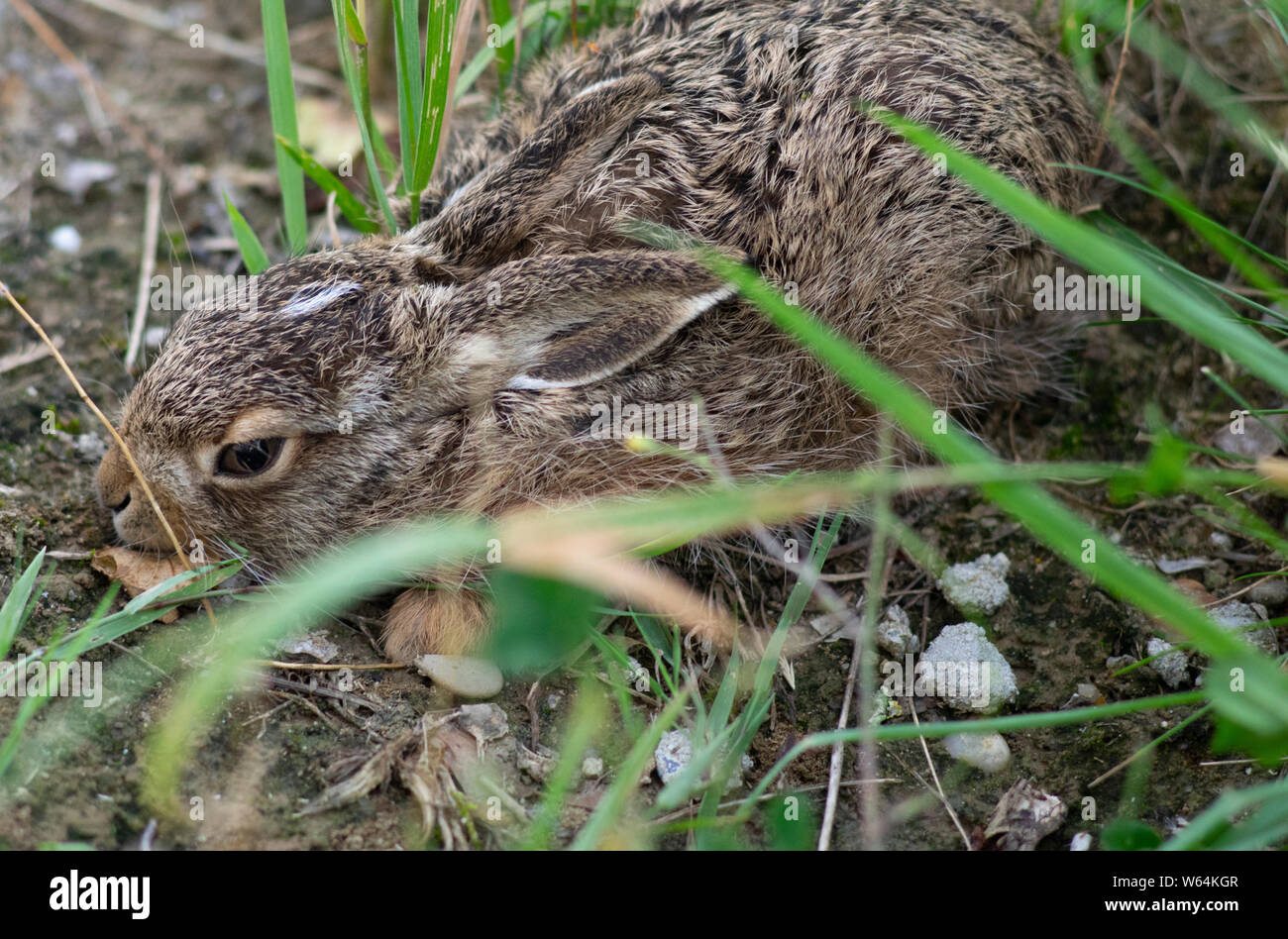 Rabbit bush hi-res stock photography and images - Alamy