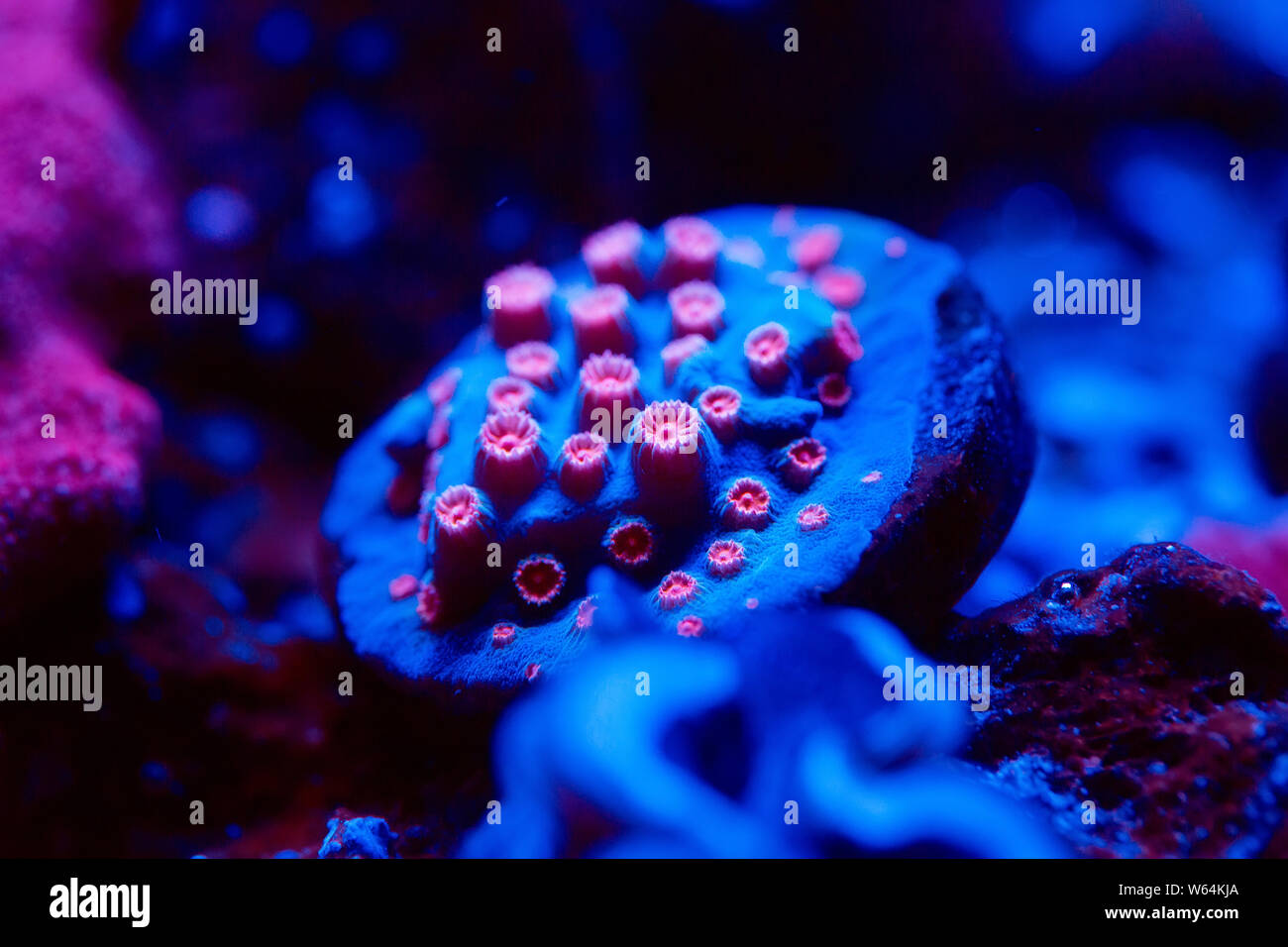 Beautiful and colorful corals in a marine aquarium Stock Photo - Alamy