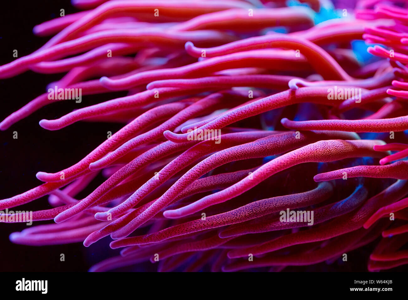 Anemones. Beautiful and colorful corals in a marine aquarium Stock ...