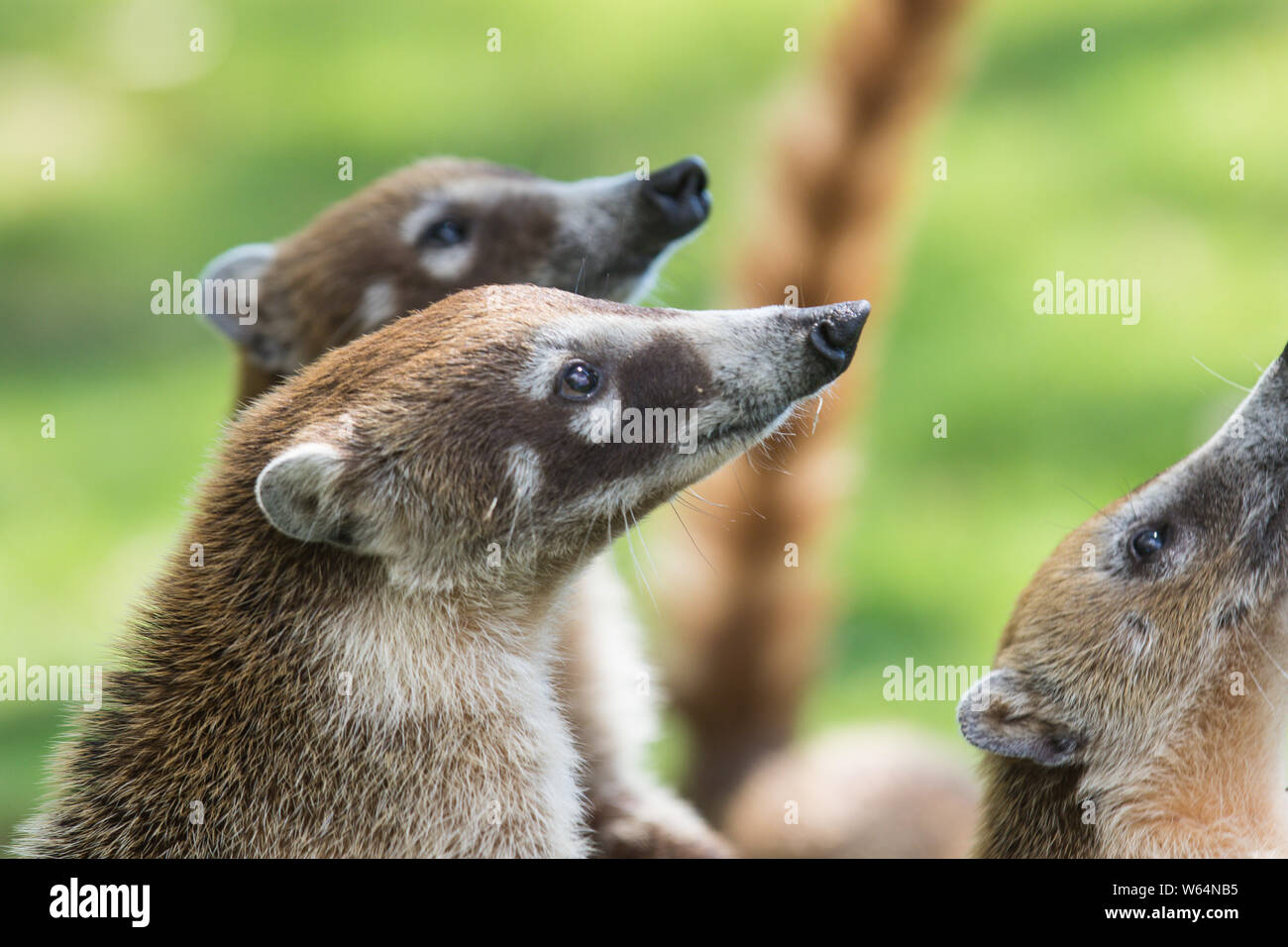 Portrait of cute white nosed coati, Nasua narica, begging for food ...