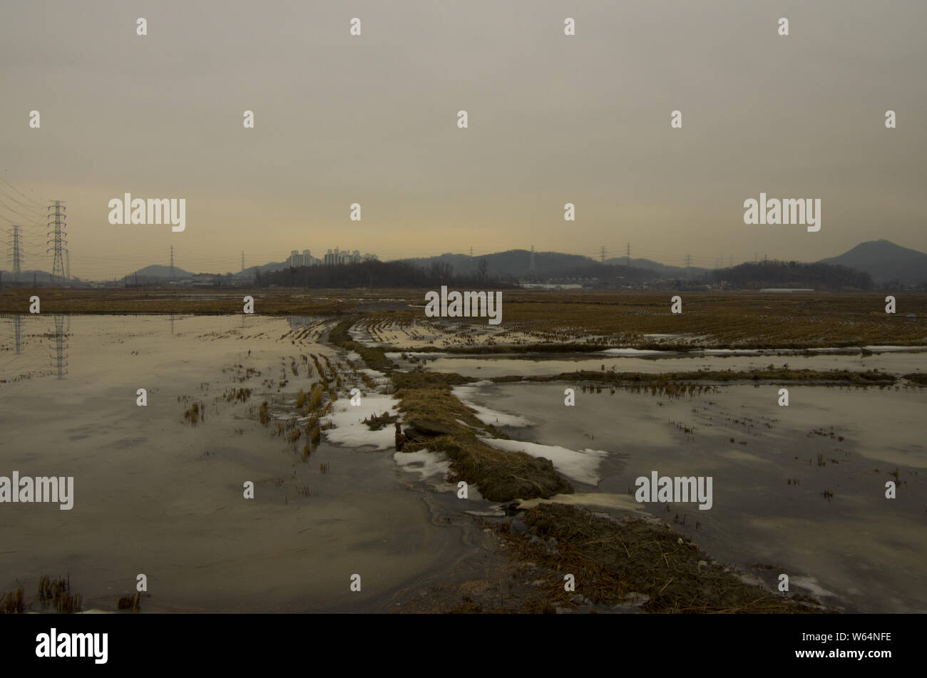 frozen rice field Stock Photo - Alamy