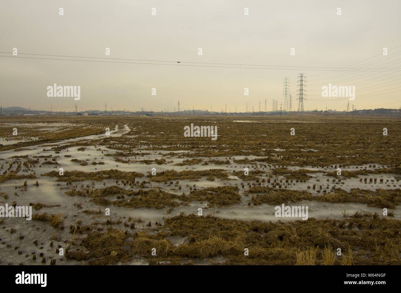 frozen rice field Stock Photo - Alamy