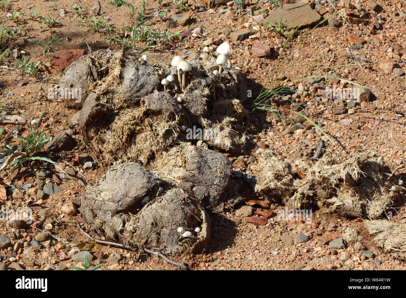 Elephant dung fungi hi-res stock photography and images - Alamy