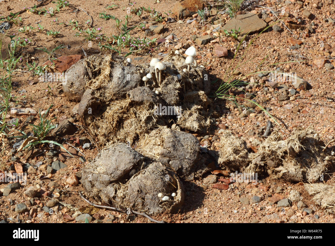 Elephant dung fungi hi-res stock photography and images - Alamy