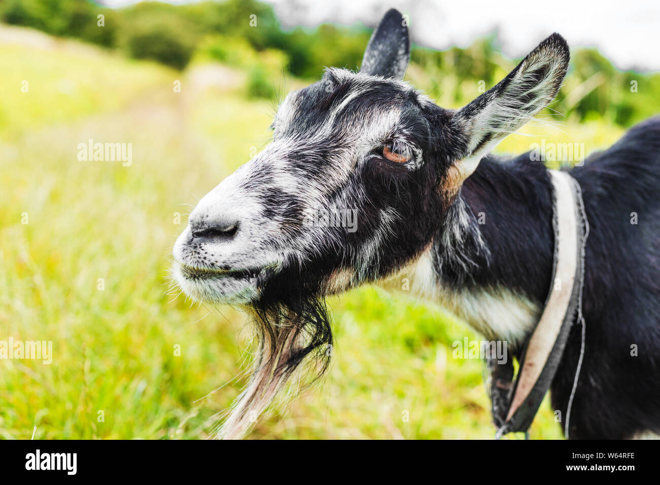 Beautiful closeup portrait of a goat on the background of nature Stock ...