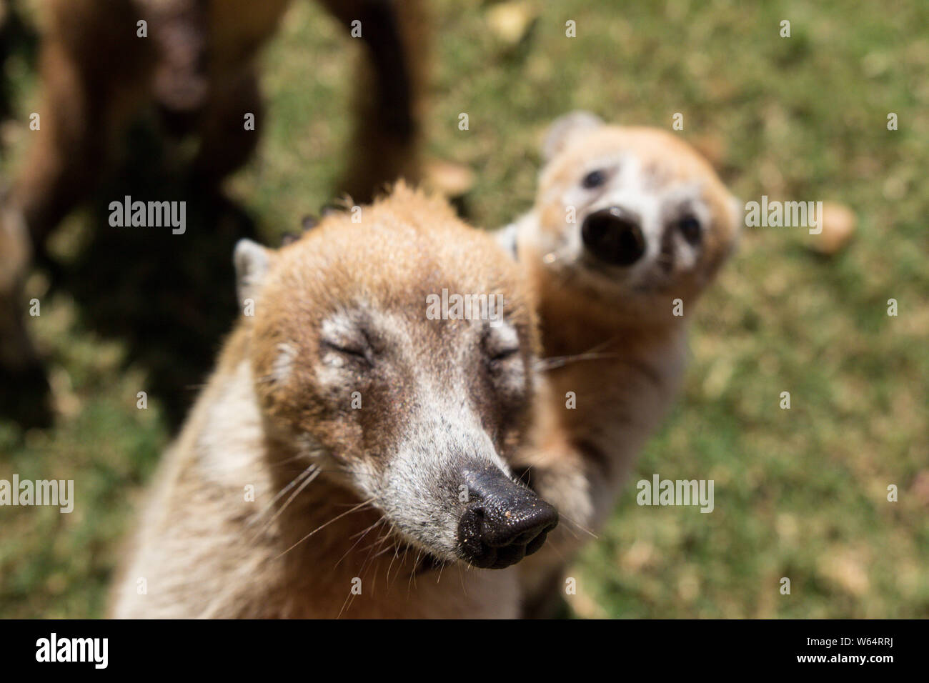 Portrait of cute white nosed coati, Nasua narica, begging for food ...