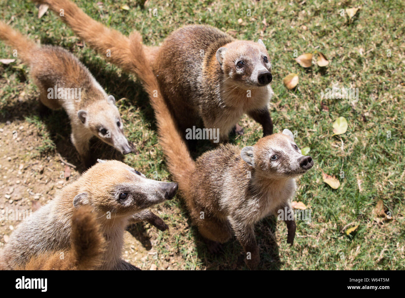 Portrait of cute white nosed coati, Nasua narica, begging for food ...