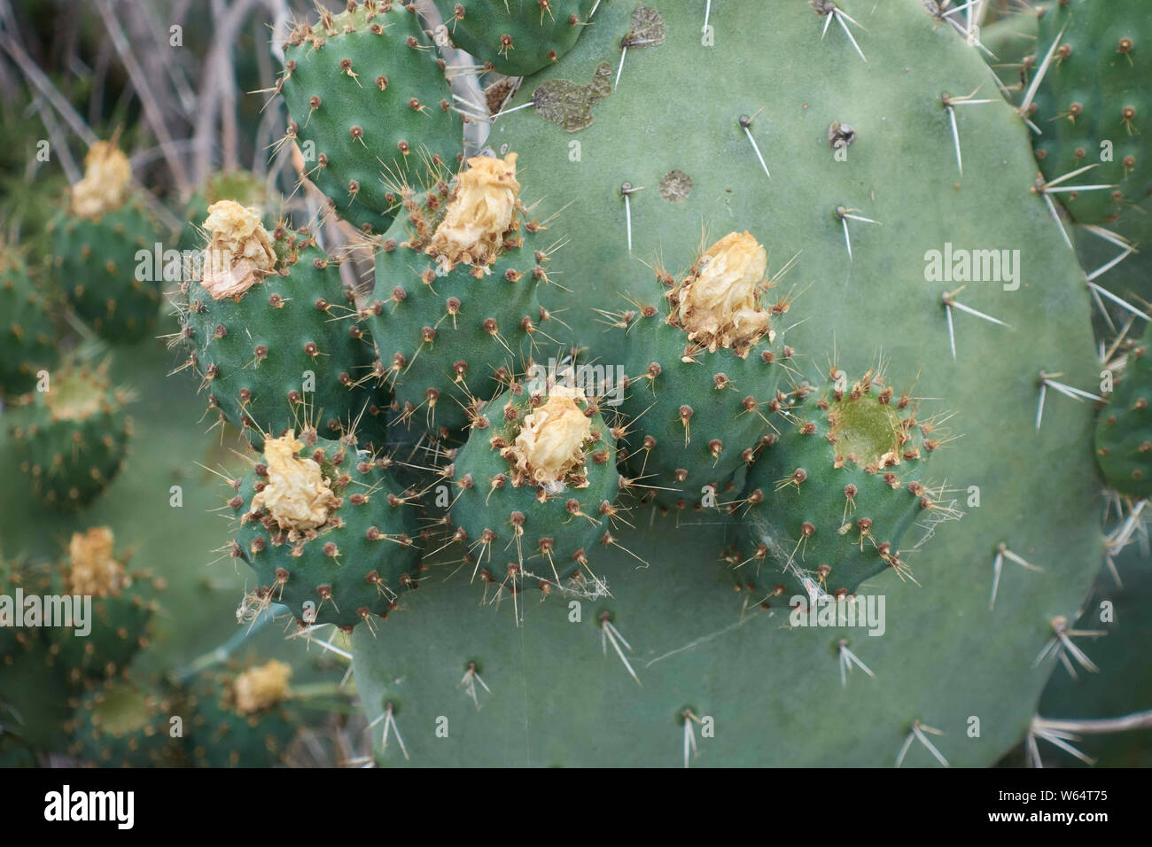 Opuntia littoralis hi-res stock photography and images - Alamy