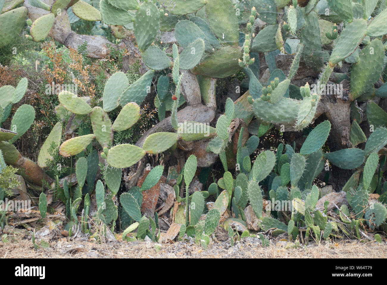 prickly pear cactus, opuntia littoralis, Cagliari, Sardinia Stock Photo ...