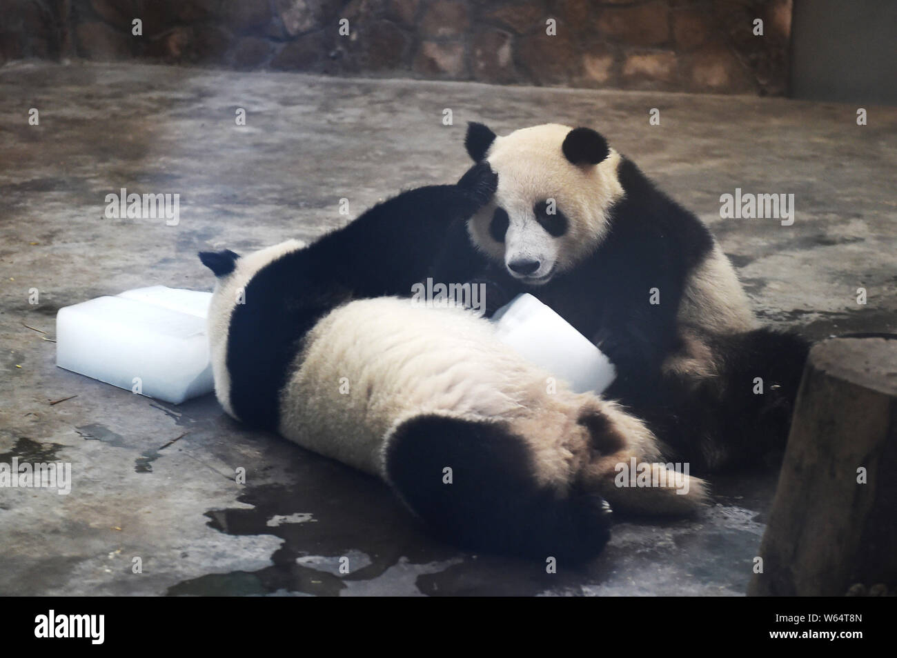 Giant pandas hold ice blocks to cool down at a base of China ...