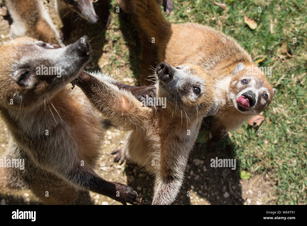 Portrait of cute white nosed coati, Nasua narica, begging for food ...
