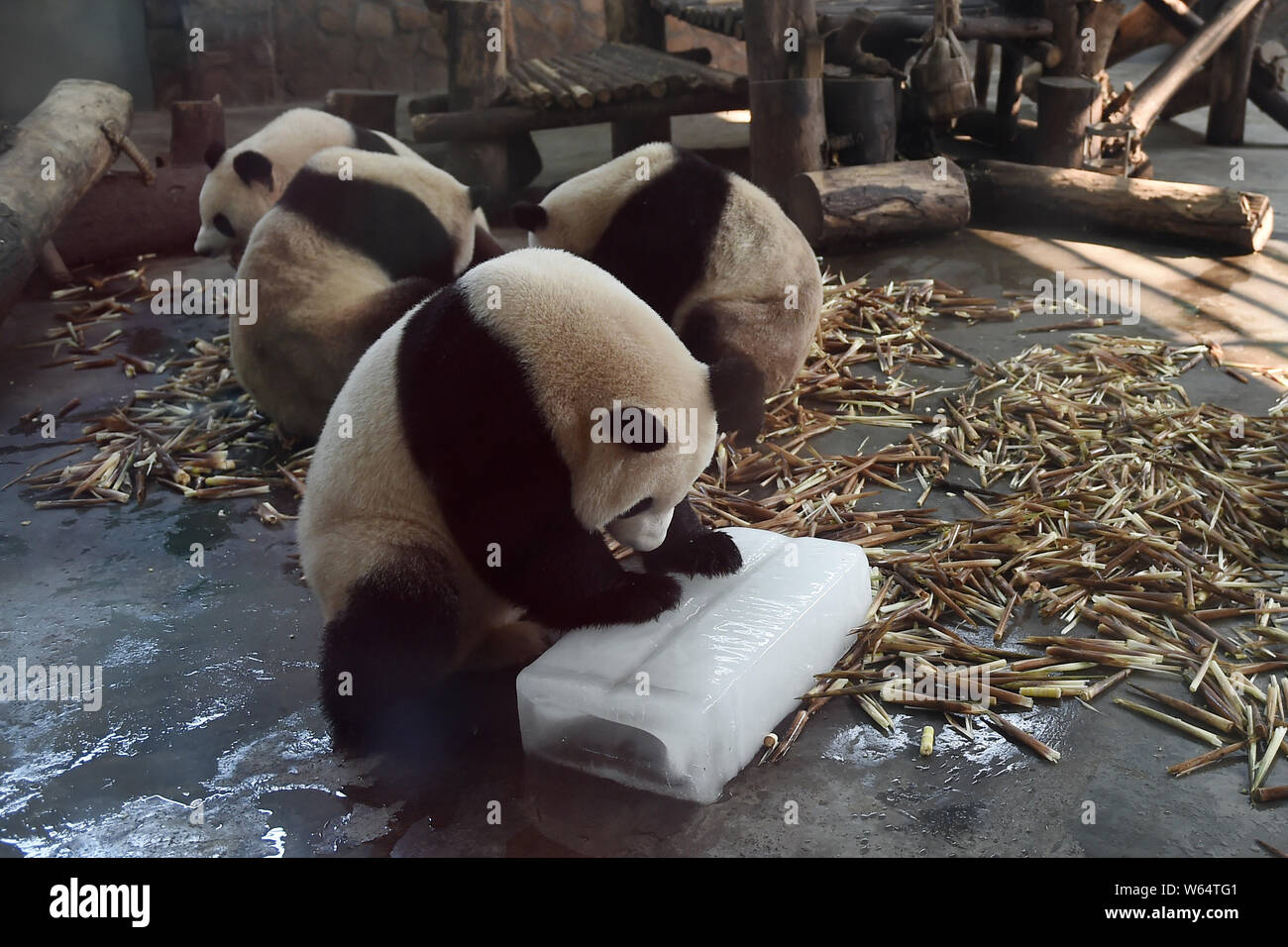 Giant pandas hold ice blocks to cool down at a base of China ...
