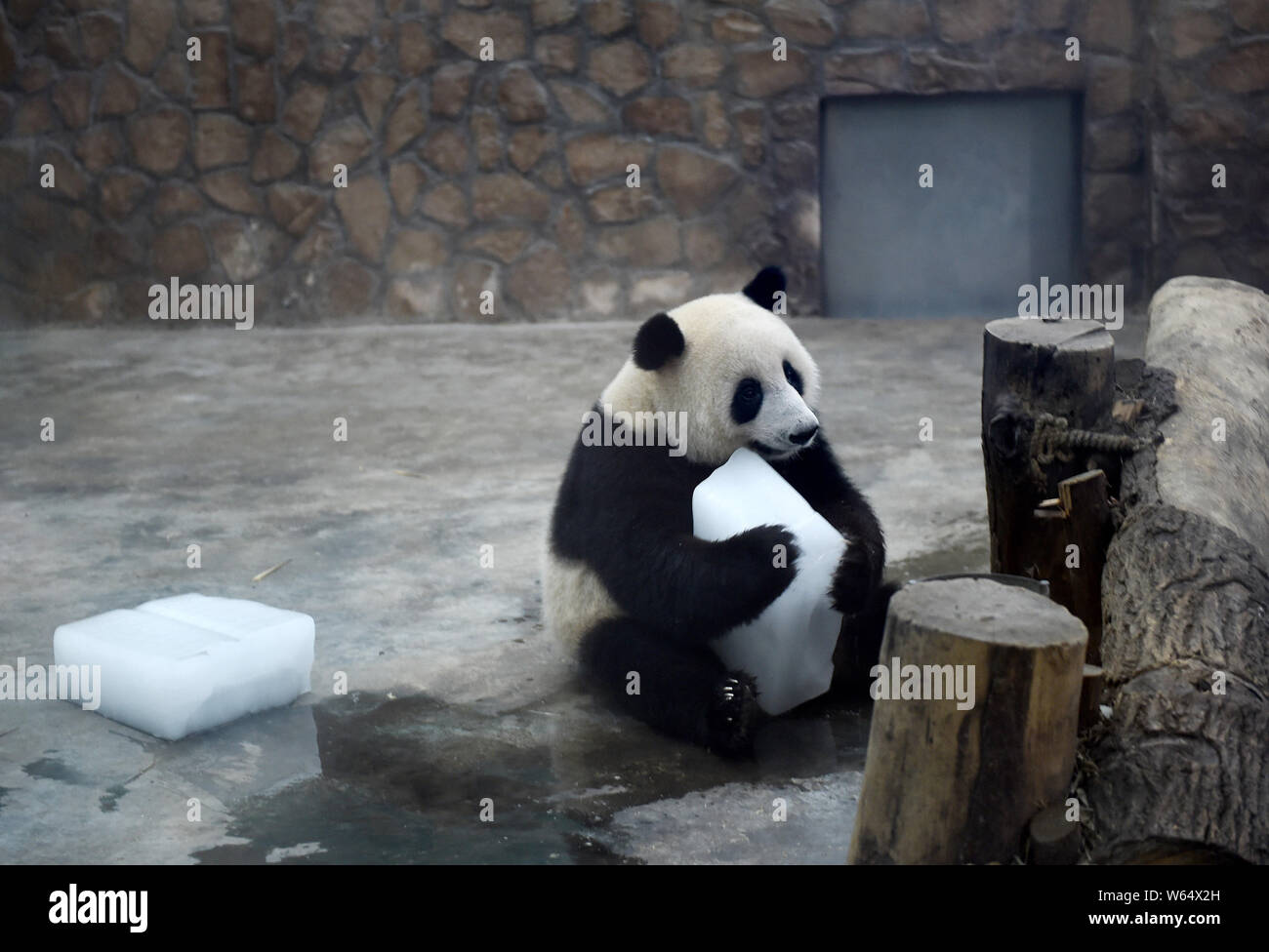 A giant panda holds an ice block to cool down at a base of China ...