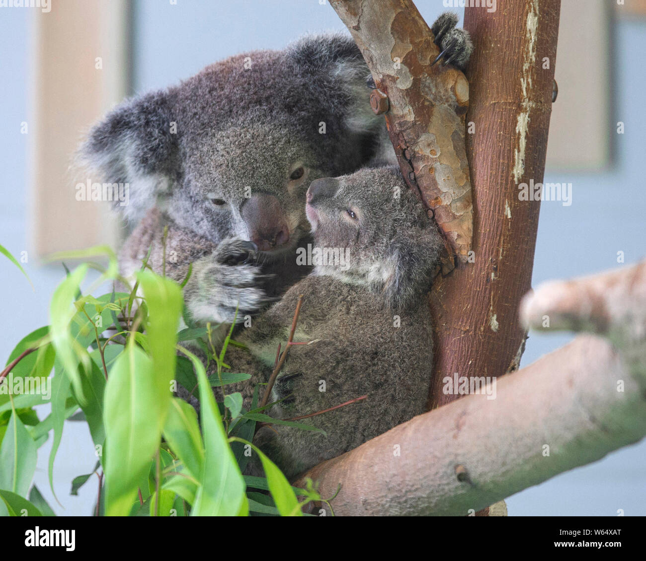 The baby koala and its mother are pictured at Nanjing Hongshan Forest ...