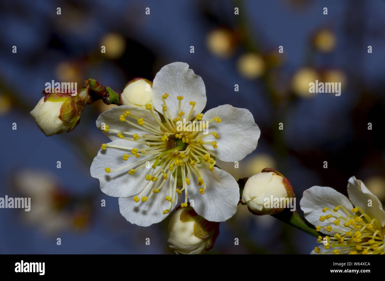 white apricot flower bloom Stock Photo - Alamy