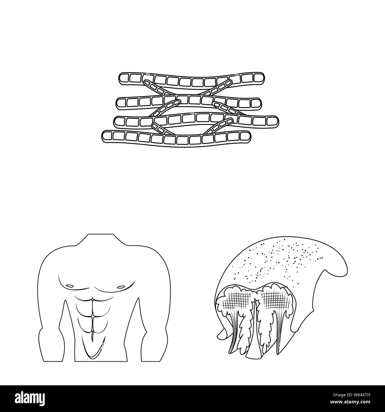 Vector illustration of fiber and muscular symbol. Collection of fiber ...