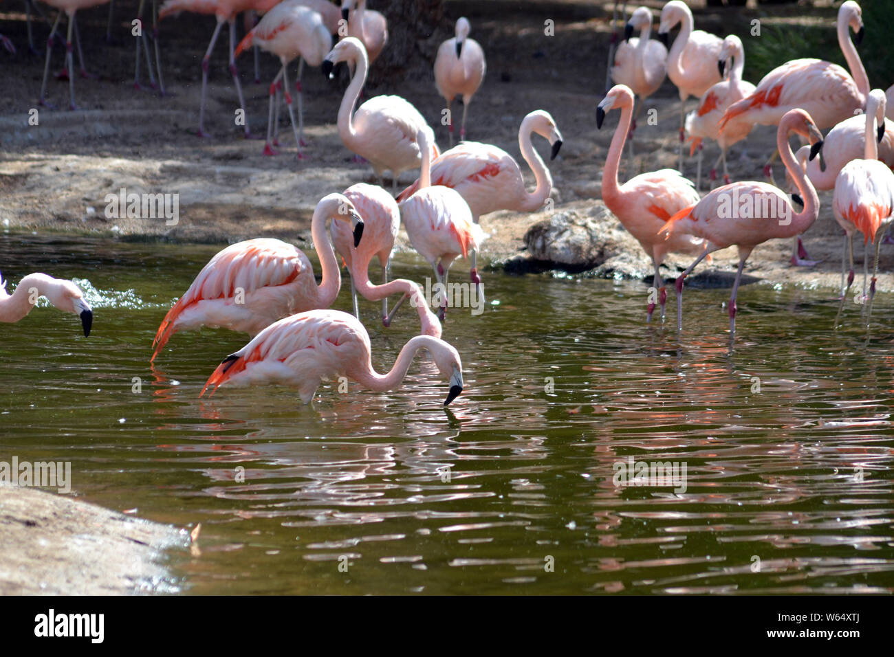Large group pink flamingoes hi-res stock photography and images - Alamy