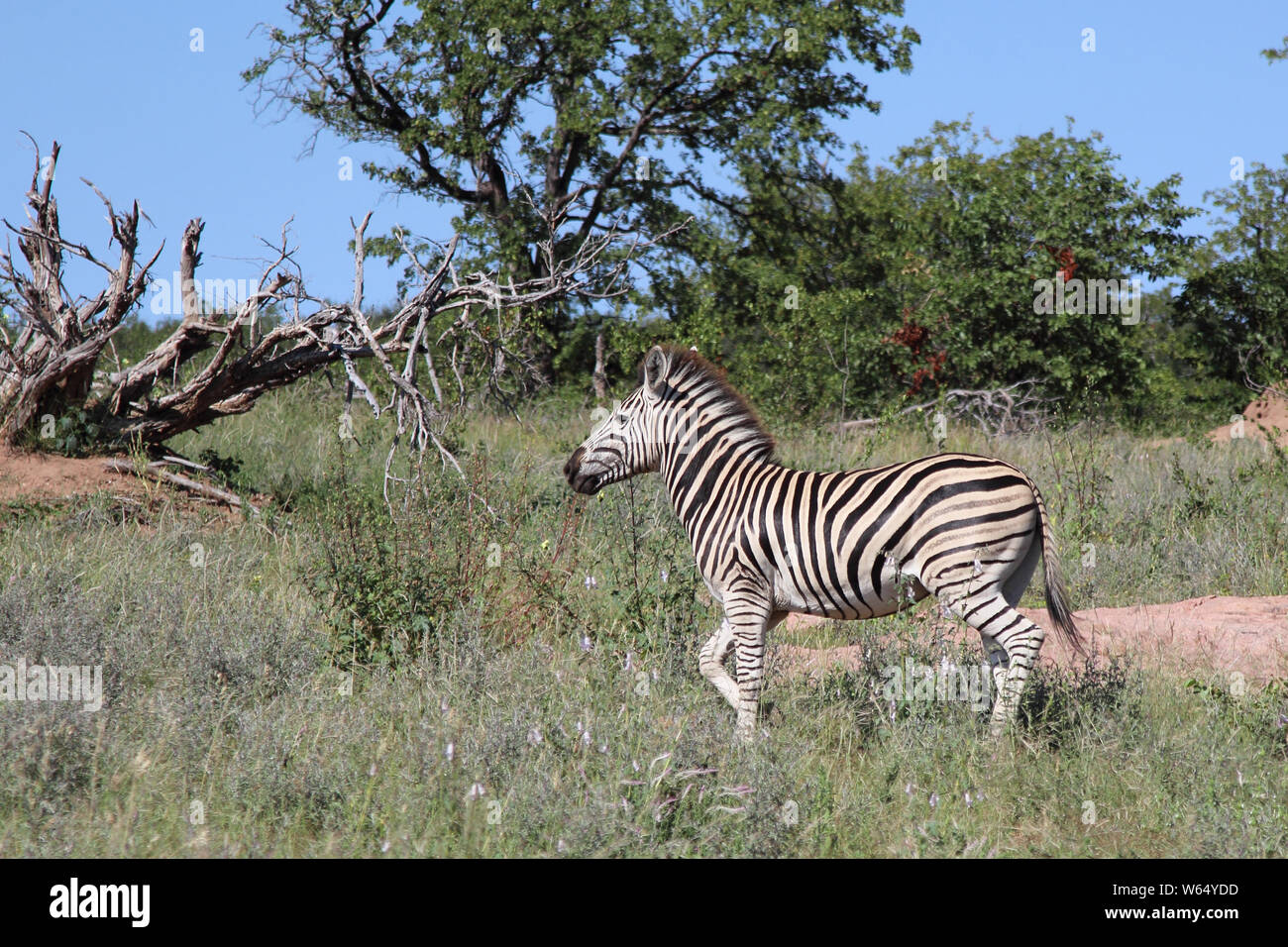 Steppenzebra / Burchell's zebra / Equus burchellii Stock Photo - Alamy