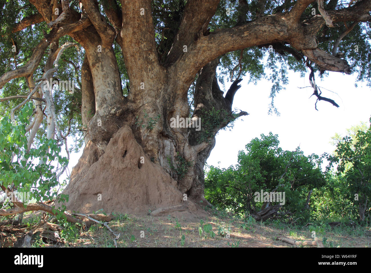 Afrikanischer Busch / African Bush Stock Photo - Alamy