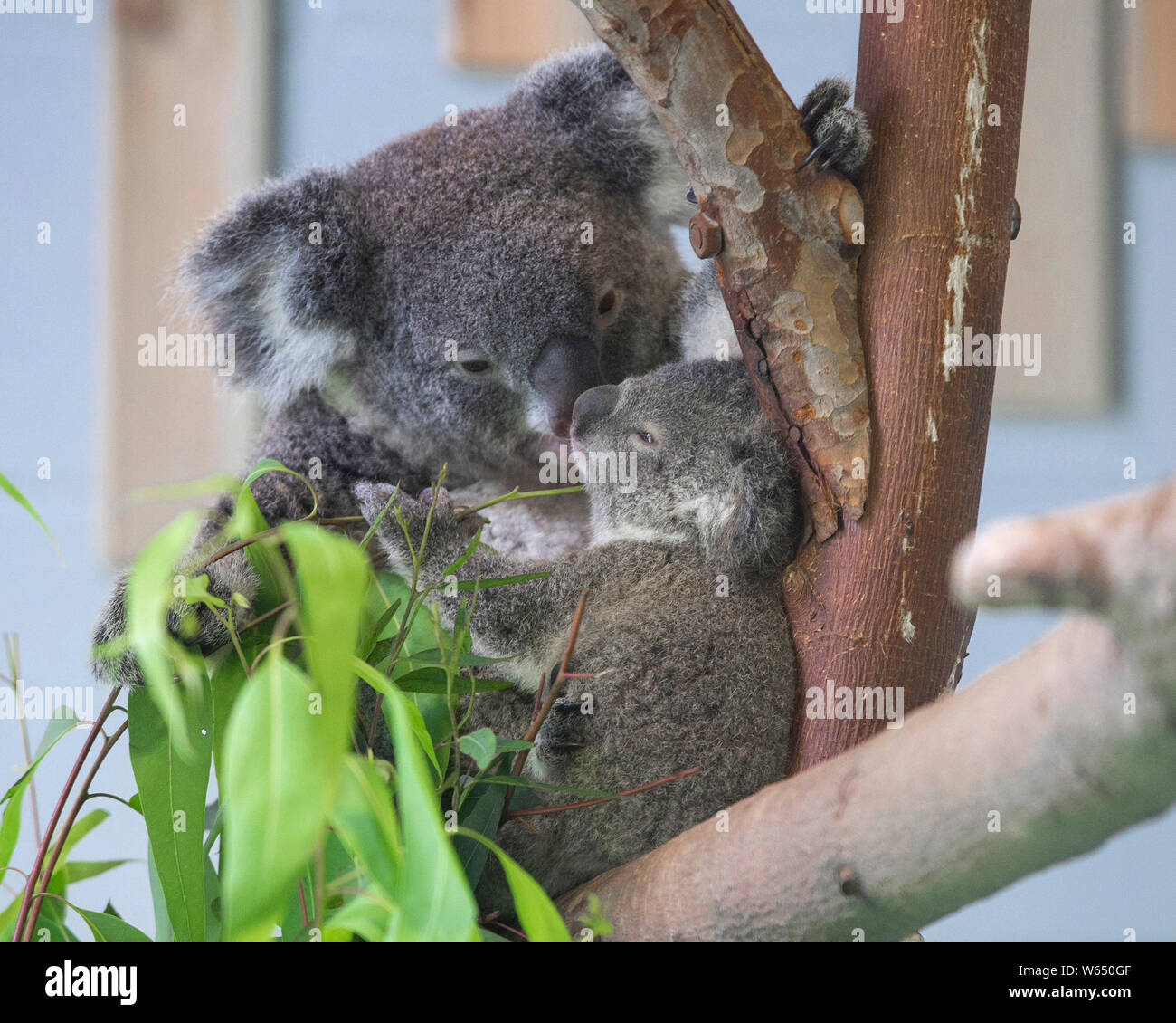 The baby koala and its mother are pictured at Nanjing Hongshan Forest ...