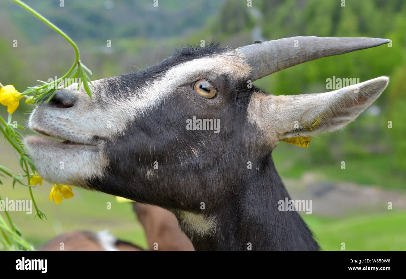 portrait of a pretty broown goat with snout in flowers Stock Photo - Alamy