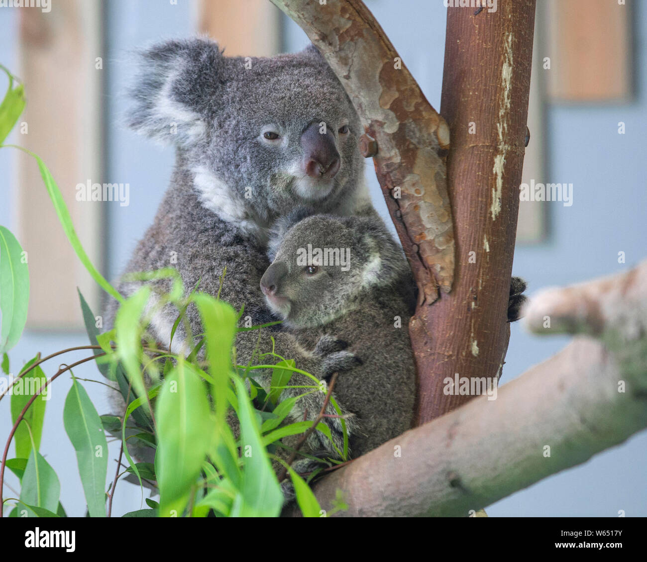 The baby koala and its mother are pictured at Nanjing Hongshan Forest ...