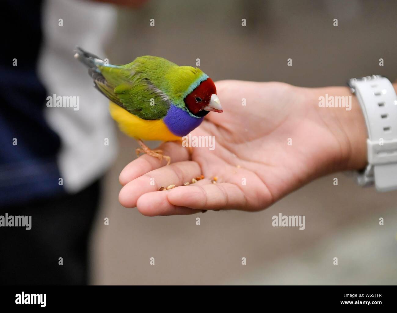 Gouldian finch young hi-res stock photography and images - Alamy