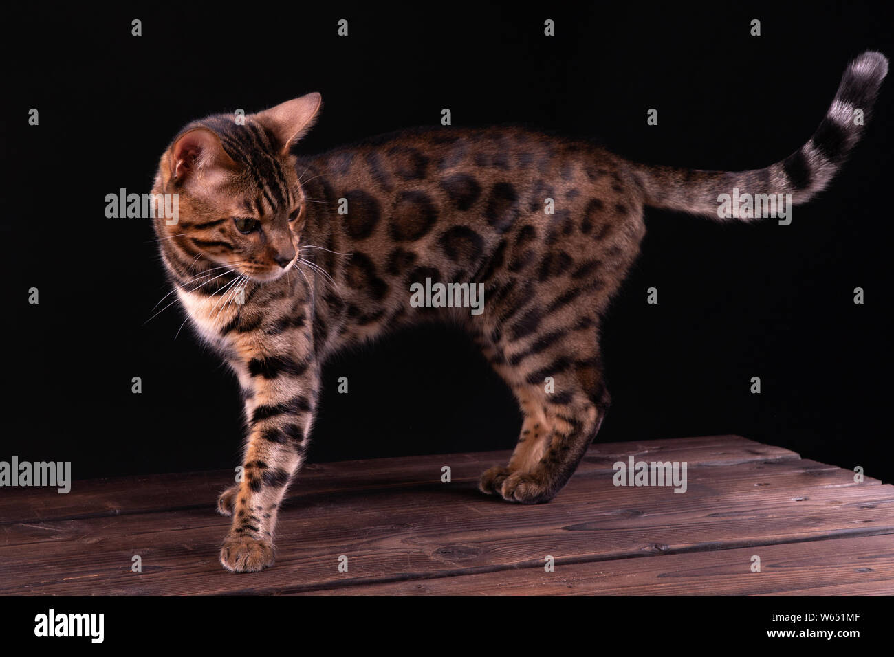 Bengal leopard cat on wooden table, black background, low key Stock ...