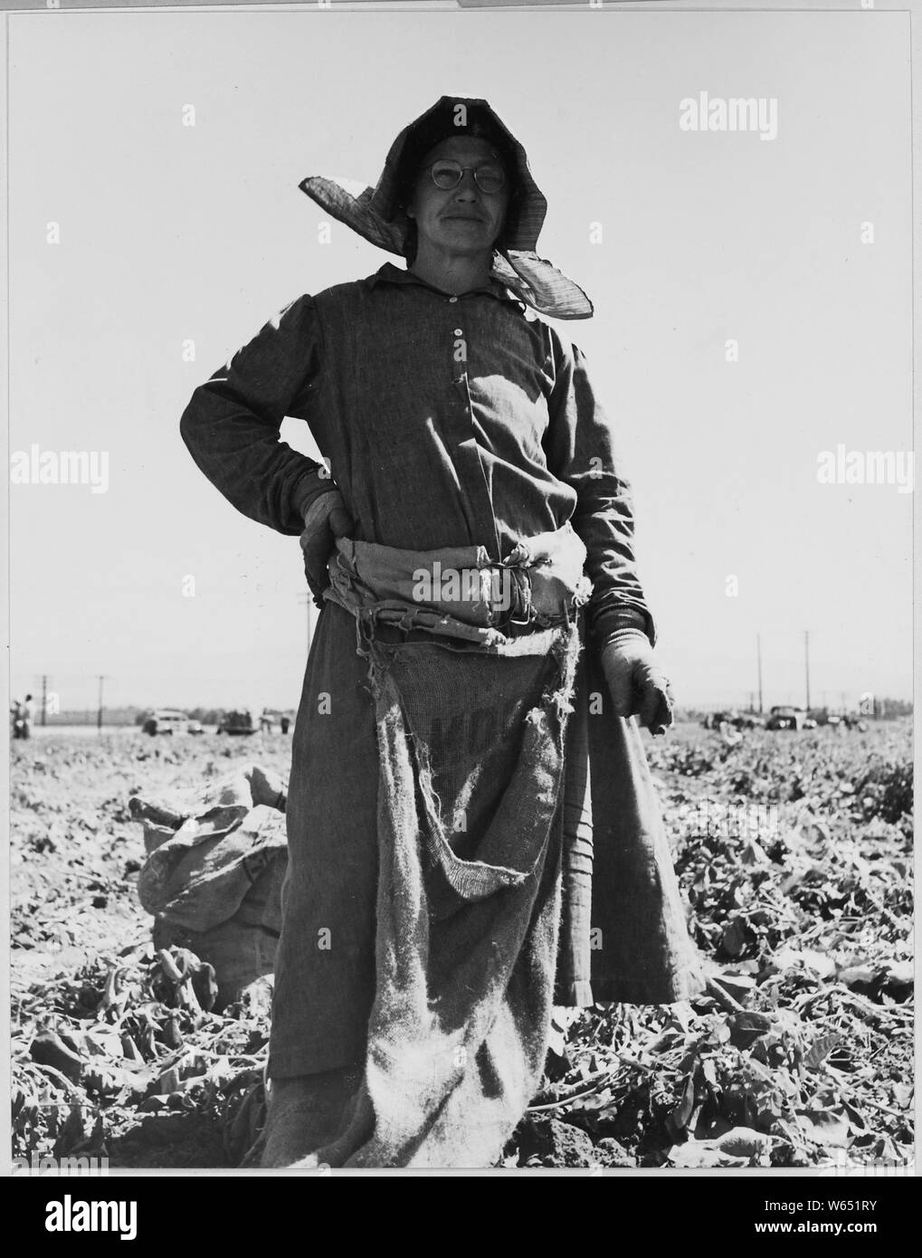Potato picker hi-res stock photography and images - Alamy