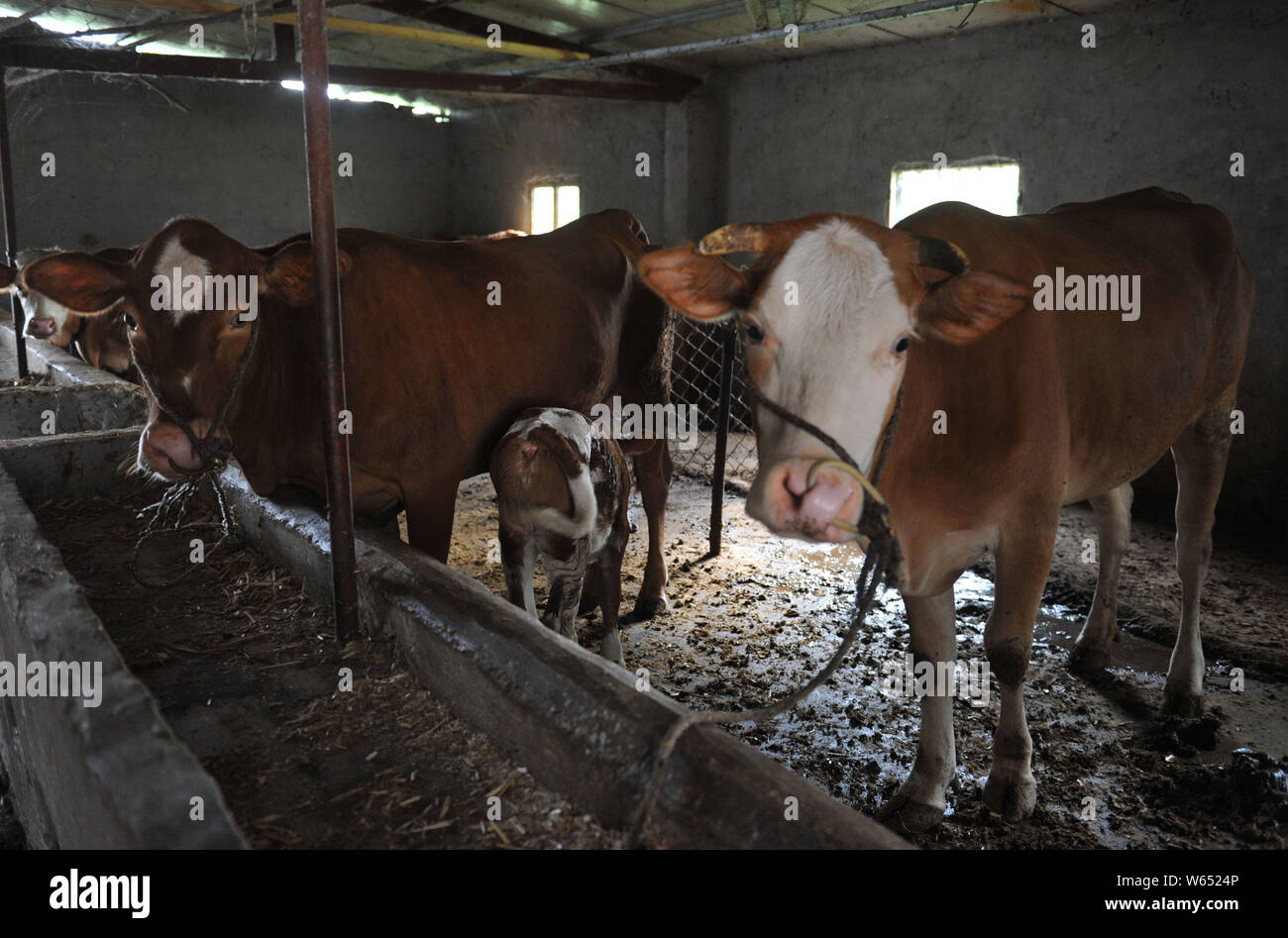 Cattles are pictured at a farm in Linquan county, Fuyang city, east ...