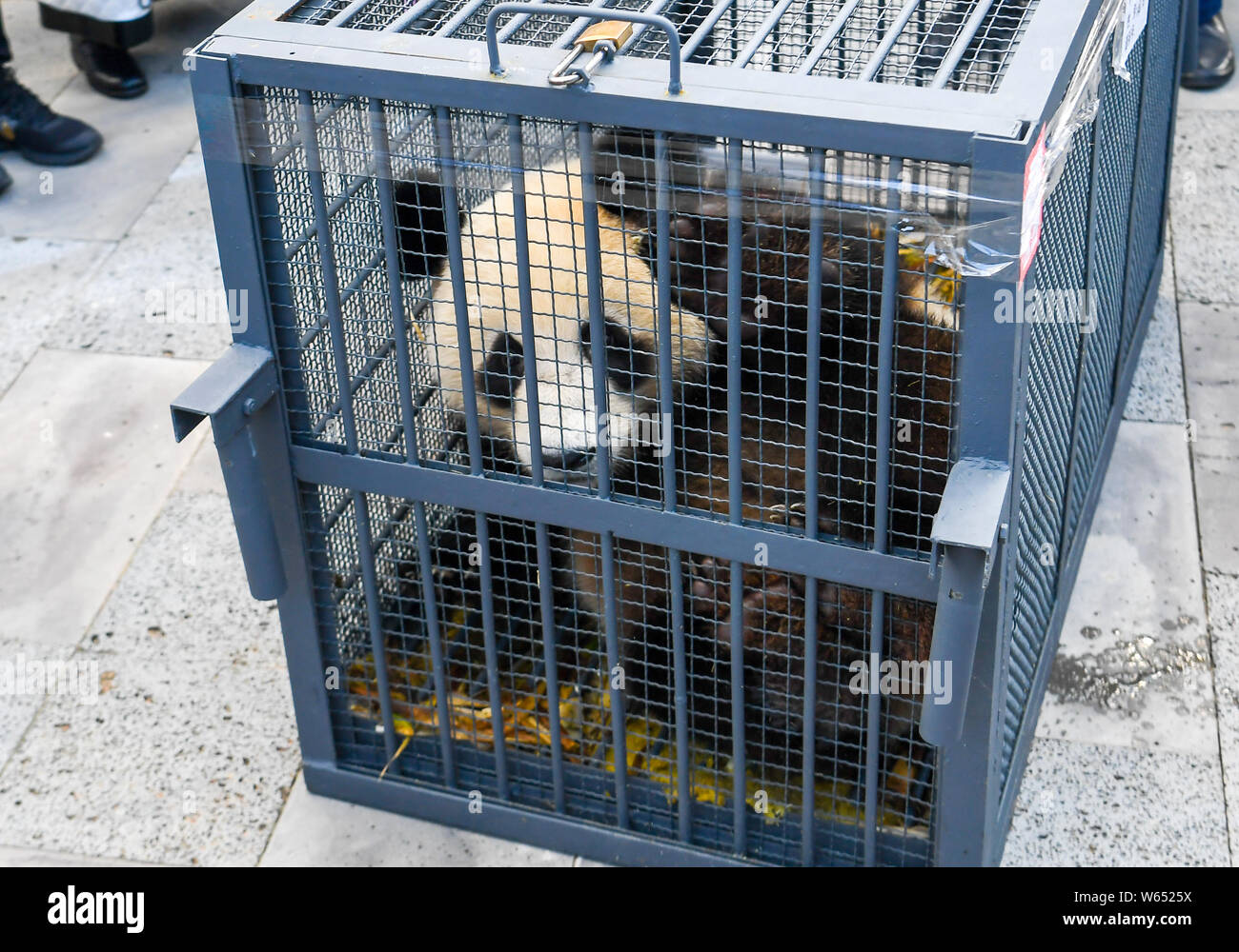 One of the two female giant pandas Chu Xin and Mu Yun, who left the ...