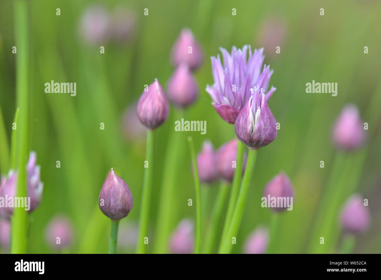 close on buds of chives blooming on green background Stock Photo - Alamy