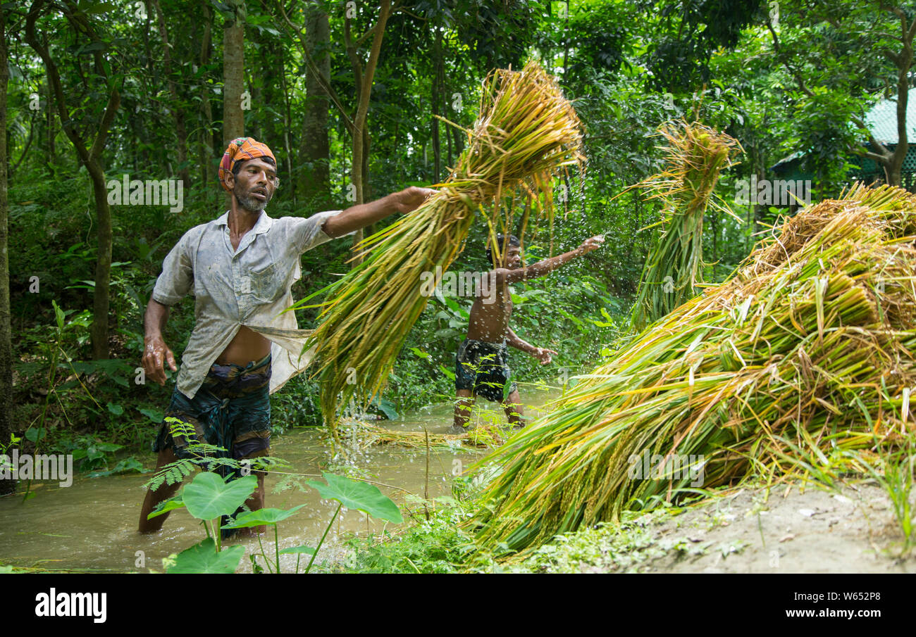 Farmer of bangladesh Stock Photo - Alamy