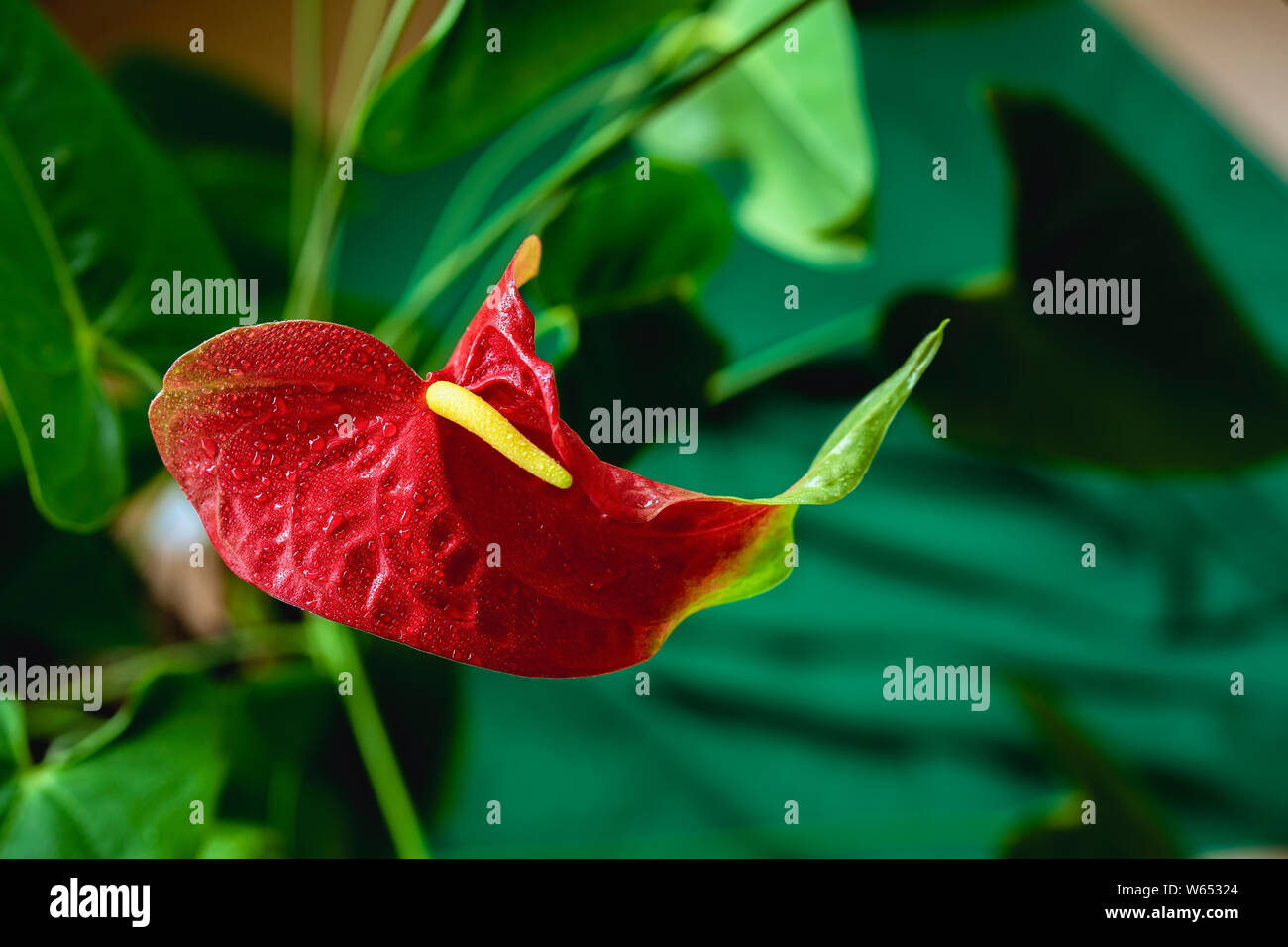 Anthurium red, Flamingo lily, tropical plant, flamingo flower Stock ...