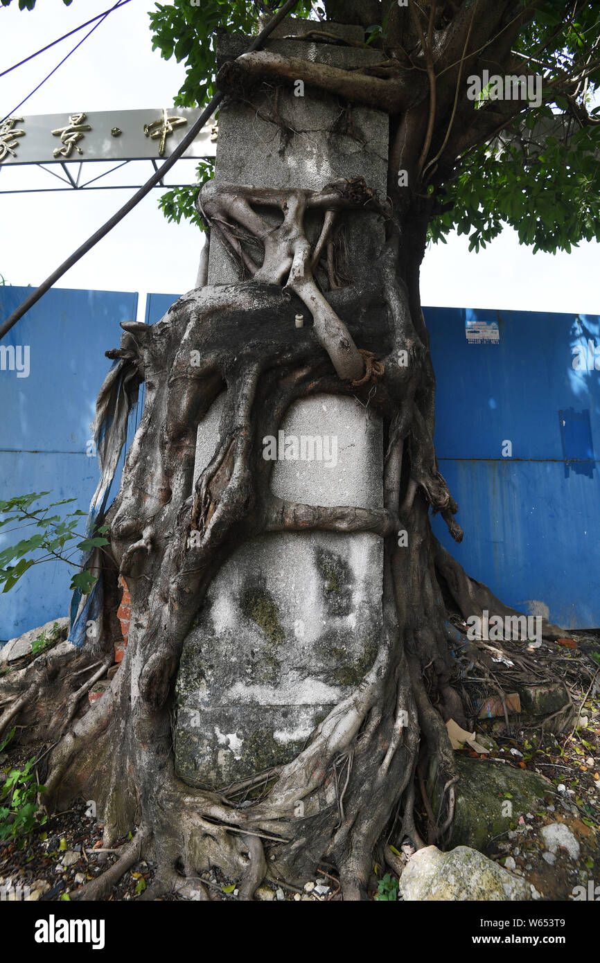 The tree trunk of the "strong banyan tree" wraps and grows around a 4 ...