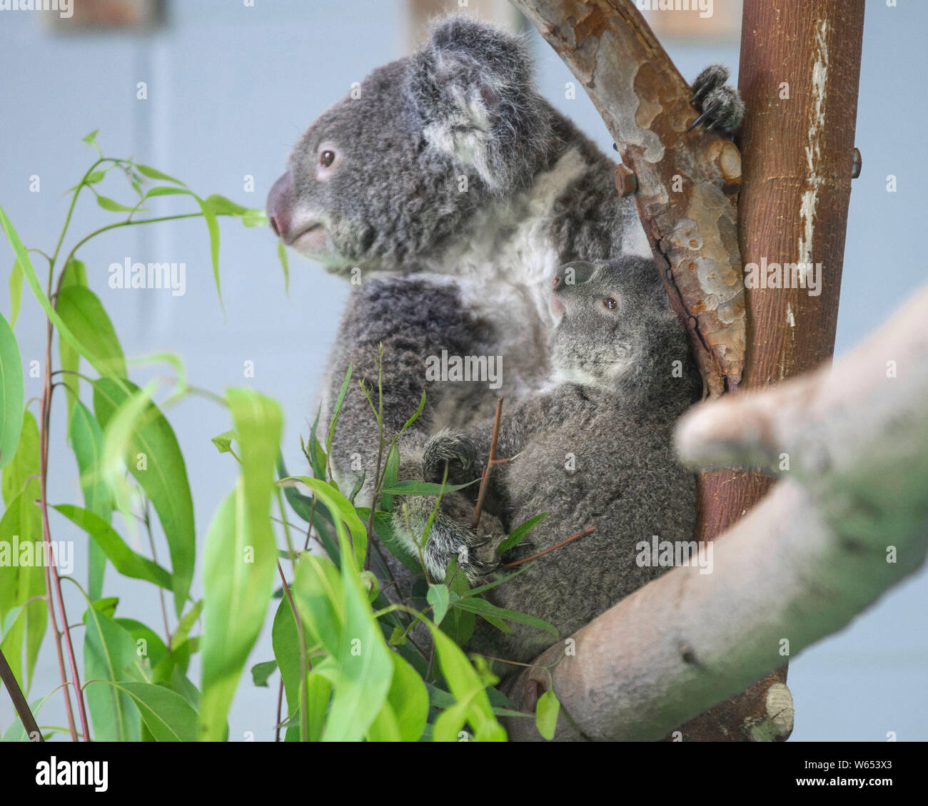 The baby koala and its mother are pictured at Nanjing Hongshan Forest ...
