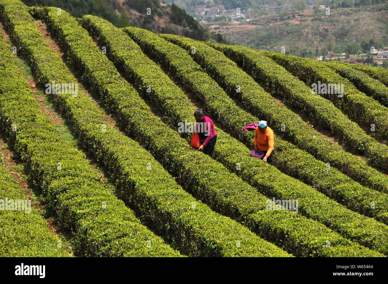 --FILE--Farmers pick spring tea leaves at a tea plantation in Weining ...