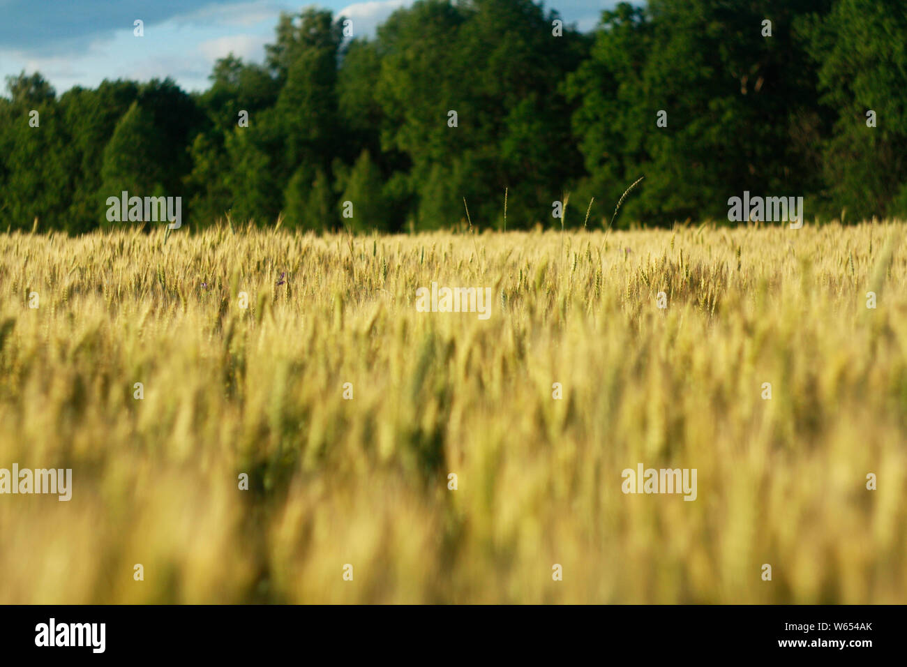 How good is the wide golden field !! Stock Photo - Alamy