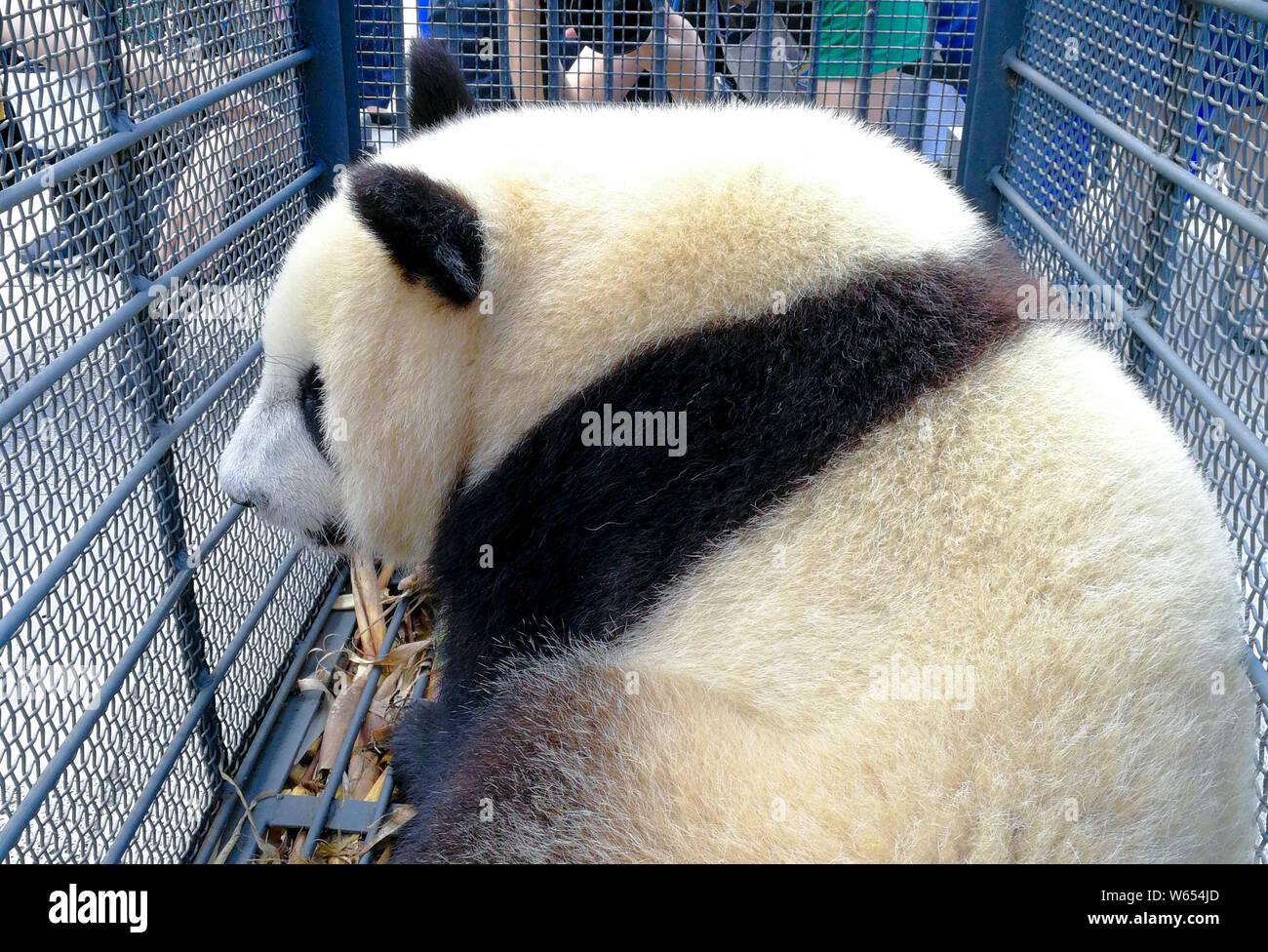 One of the two female giant pandas Chu Xin and Mu Yun, who left the ...