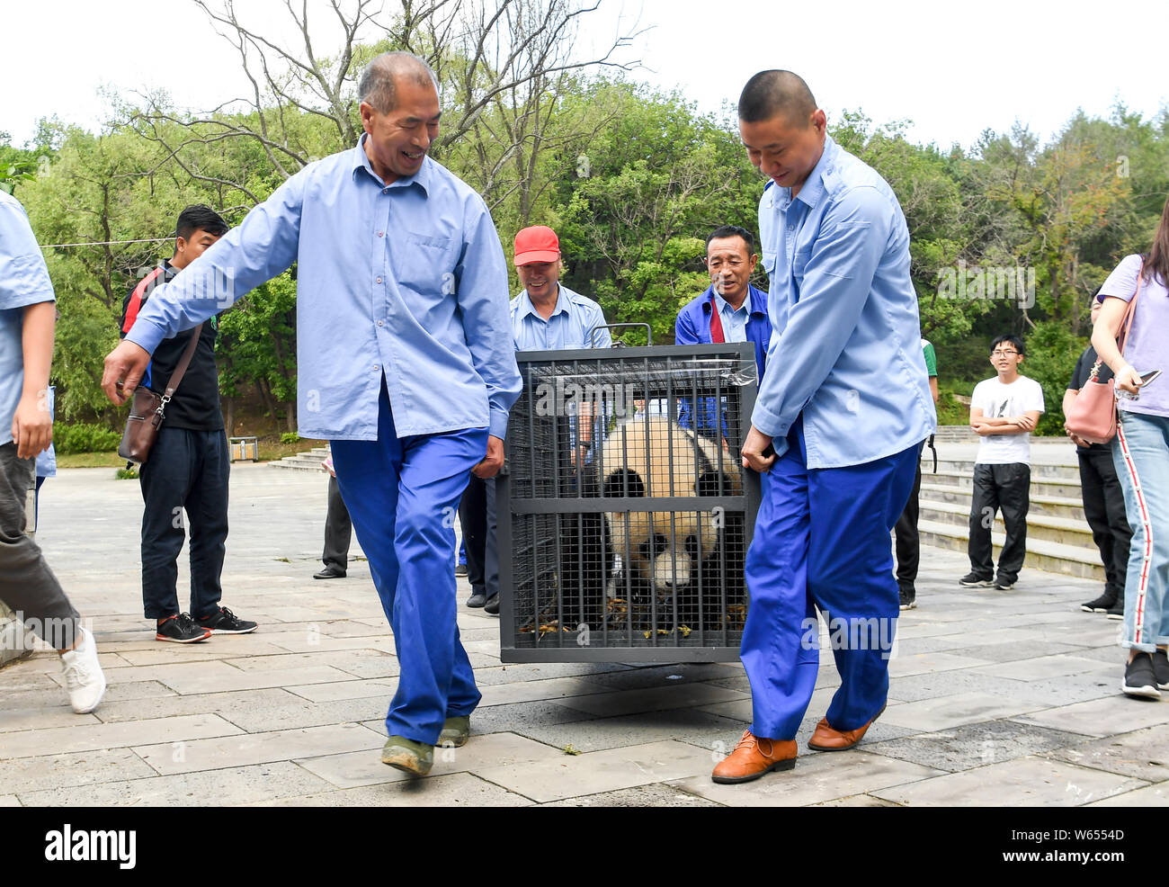 Staff members carry a cage with one of the two female giant pandas Chu ...