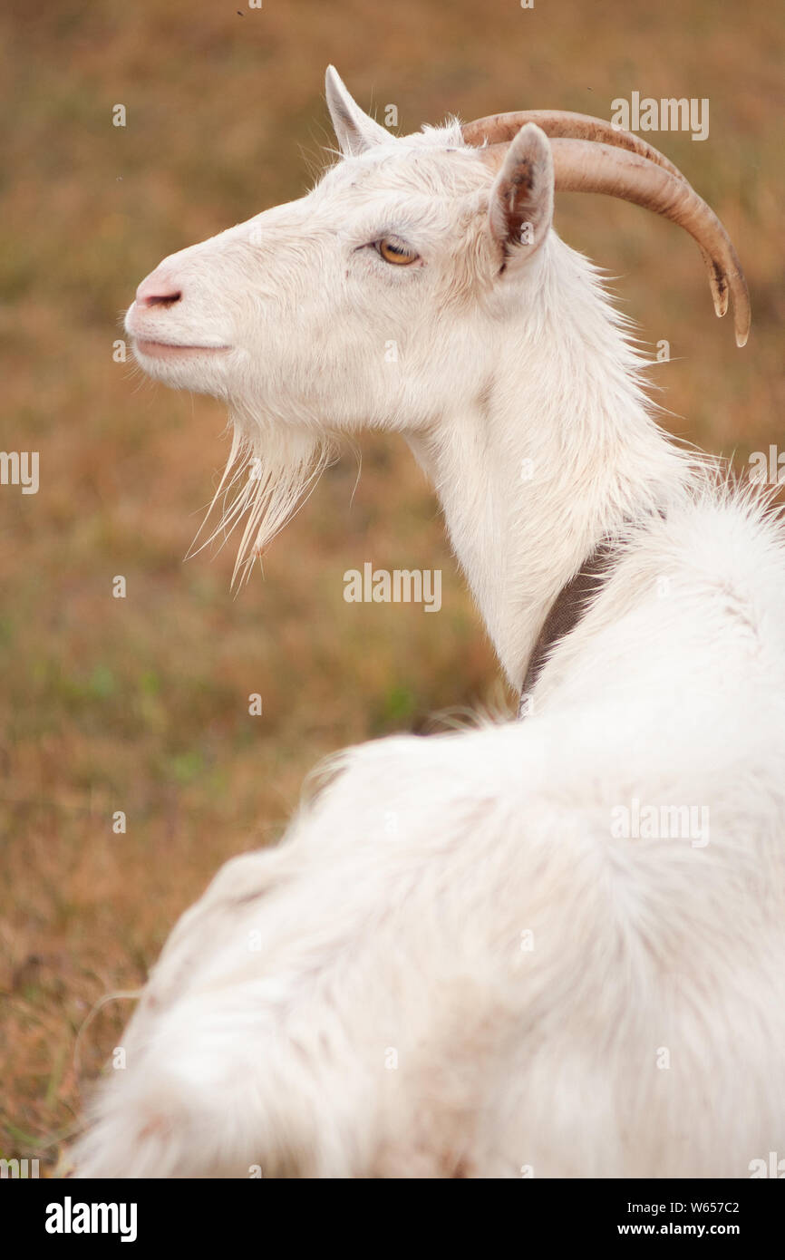 Wistful animal hi-res stock photography and images - Alamy