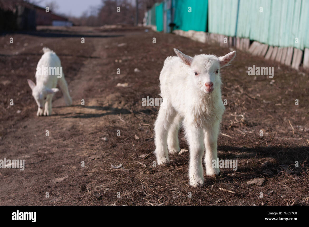 White nice little goatlings exploring the world Stock Photo - Alamy