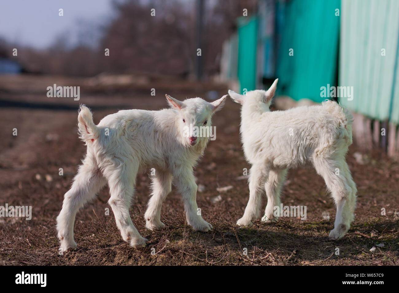 Young goatlings hi-res stock photography and images - Alamy