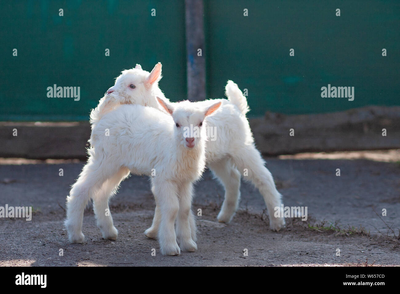 White nice little goatlings exploring the world Stock Photo - Alamy