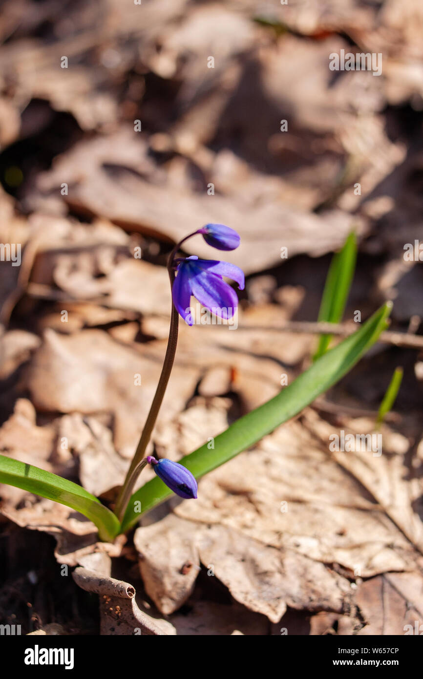 First spring flowers blue hi-res stock photography and images - Alamy